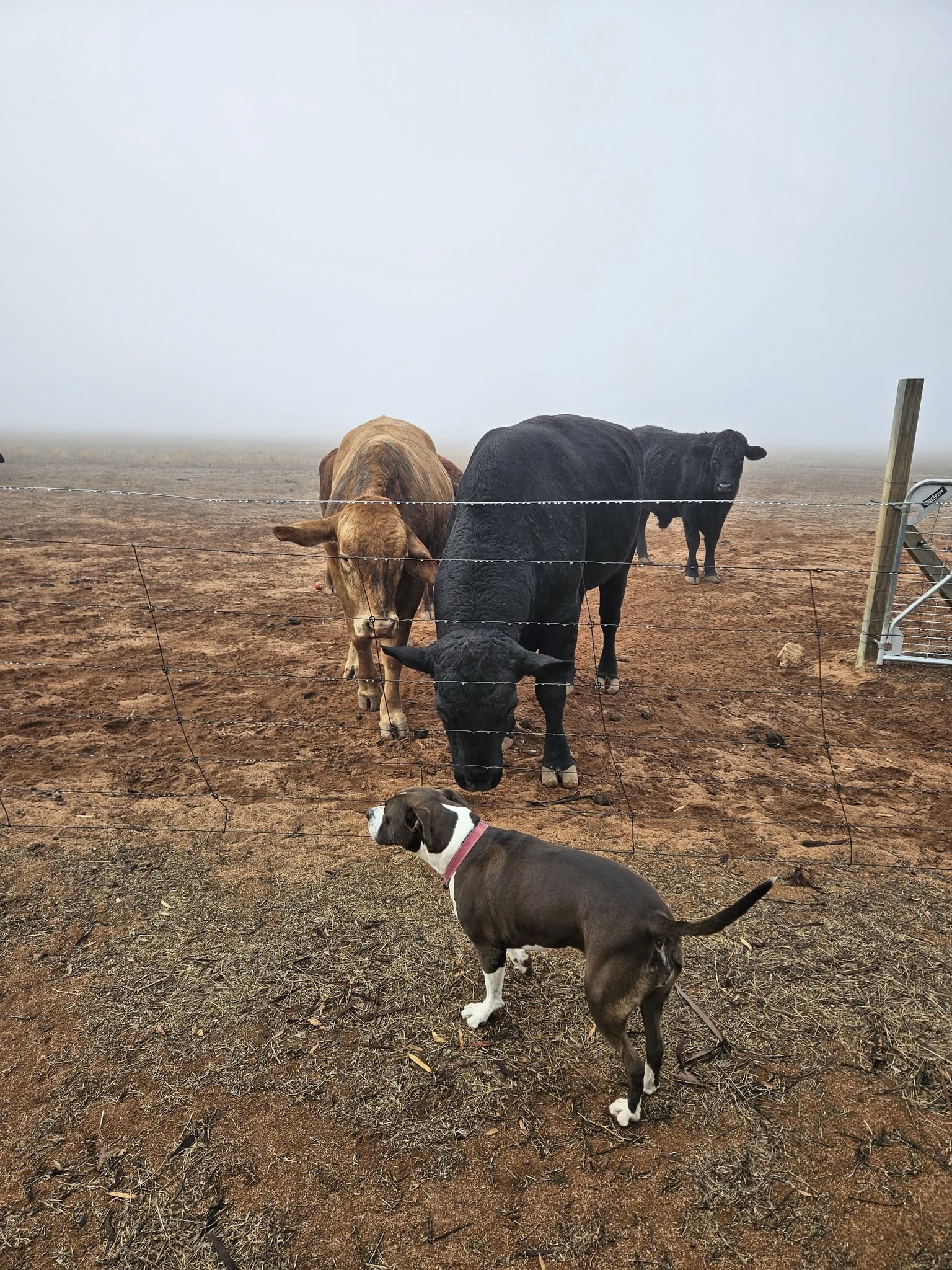Woof Creak Farm - Image Gallery